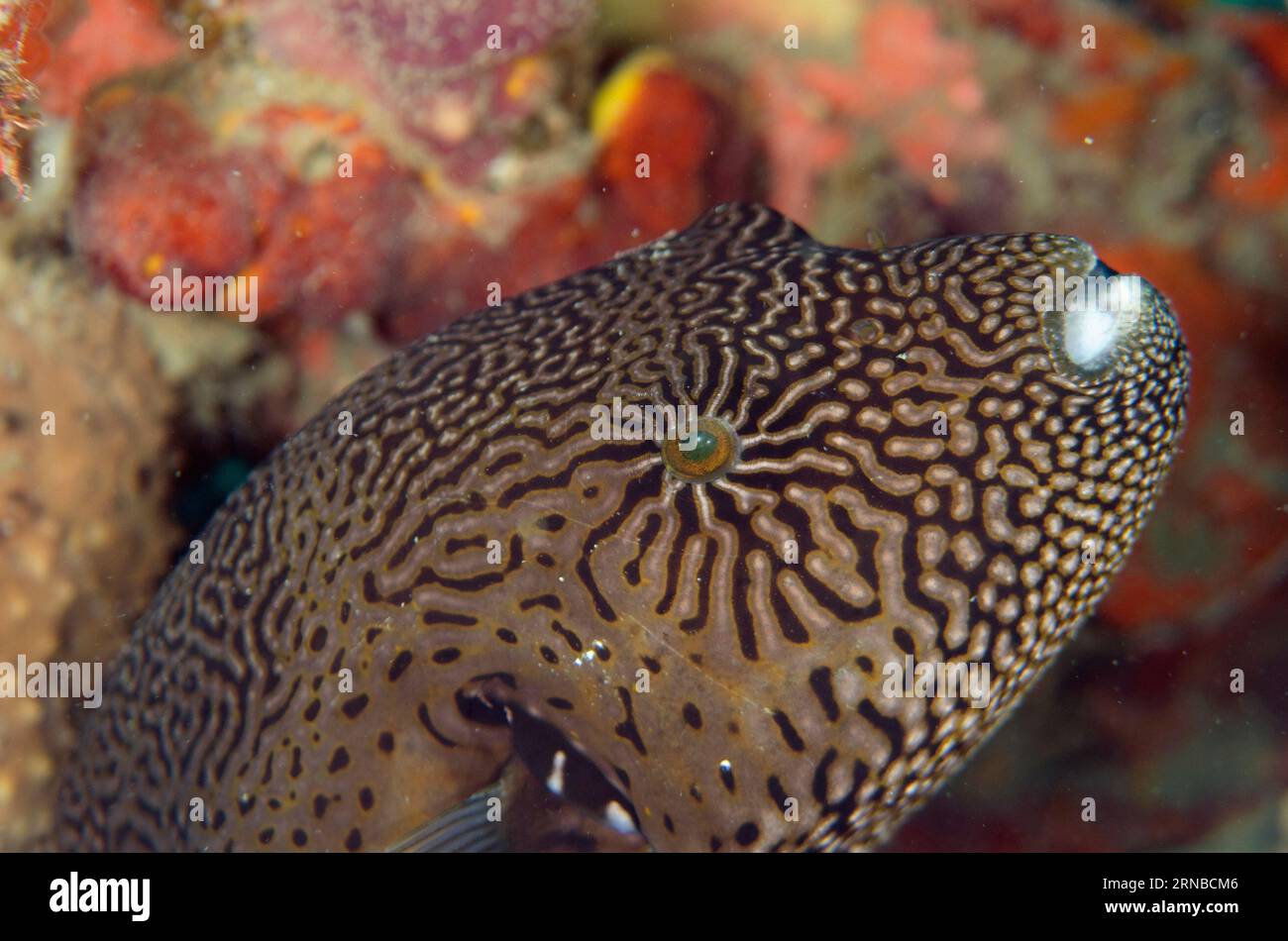 Map Puffer, Arothron mappa, Aquila Wreck dive site, Ambon, Maluku ...