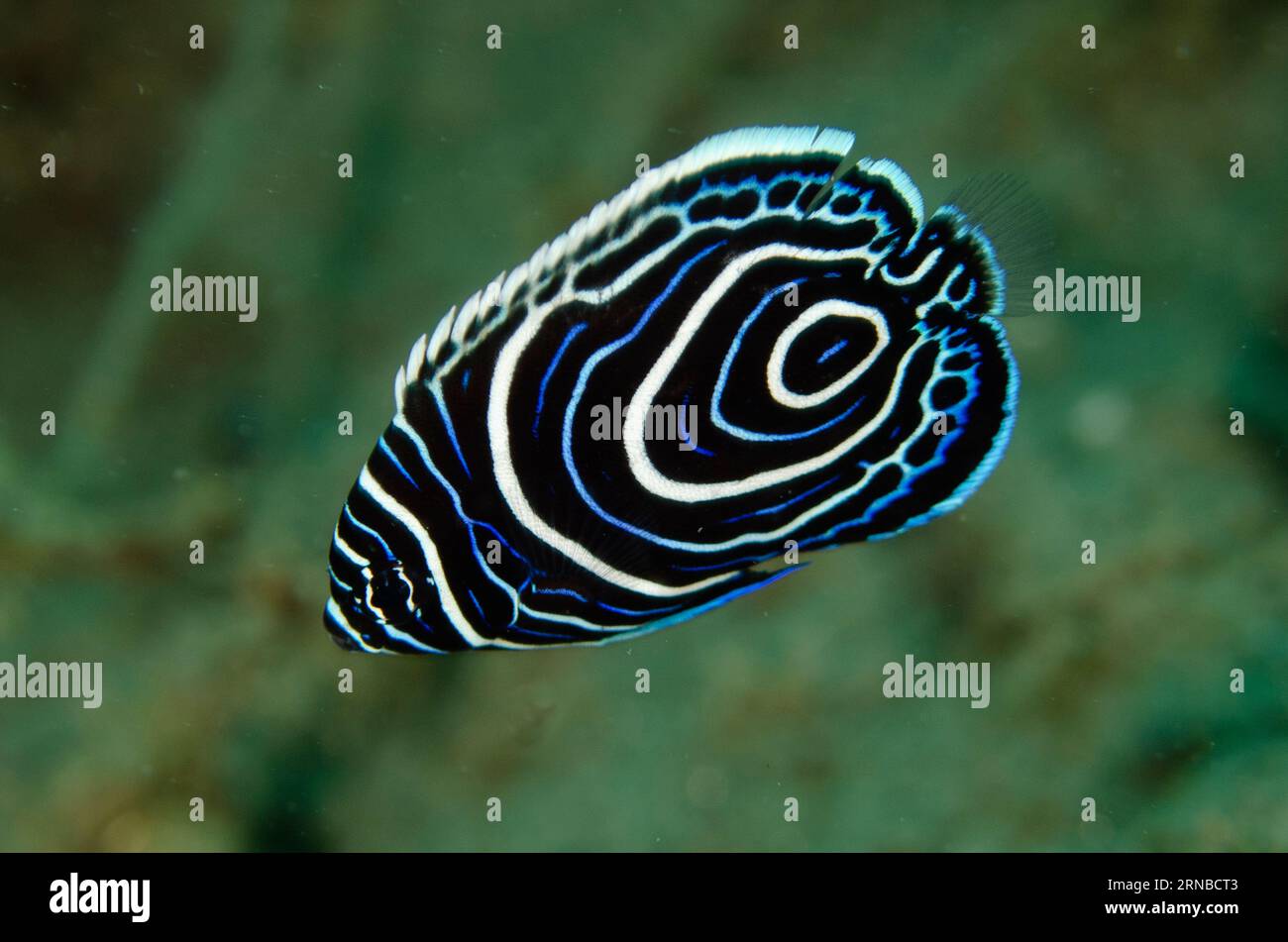 Juvenile Emperor Angelfish, Pomacanthus imperator, Laha dive site ...