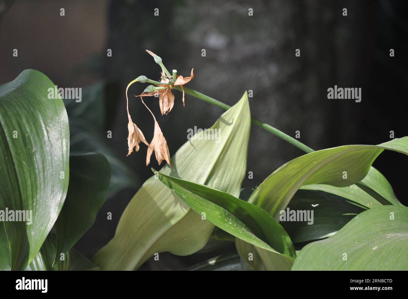 Kehidupan hi-res stock photography and images - Alamy