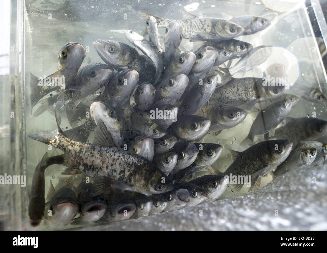 Aquatic life includes hi-res stock photography and images - Alamy