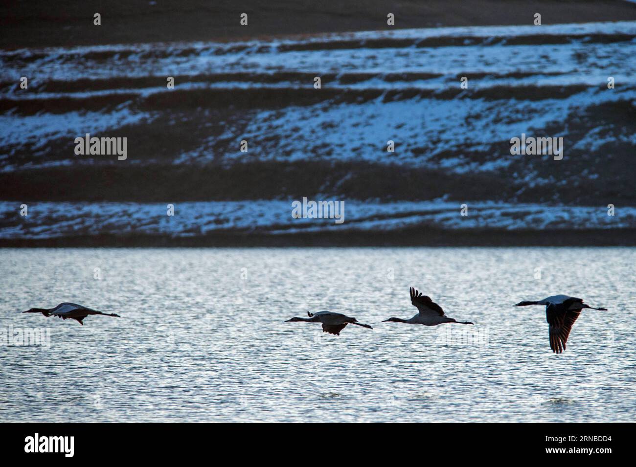 Photo taken on Feb. 28, 2016 shows black-necked cranes flying at the ...