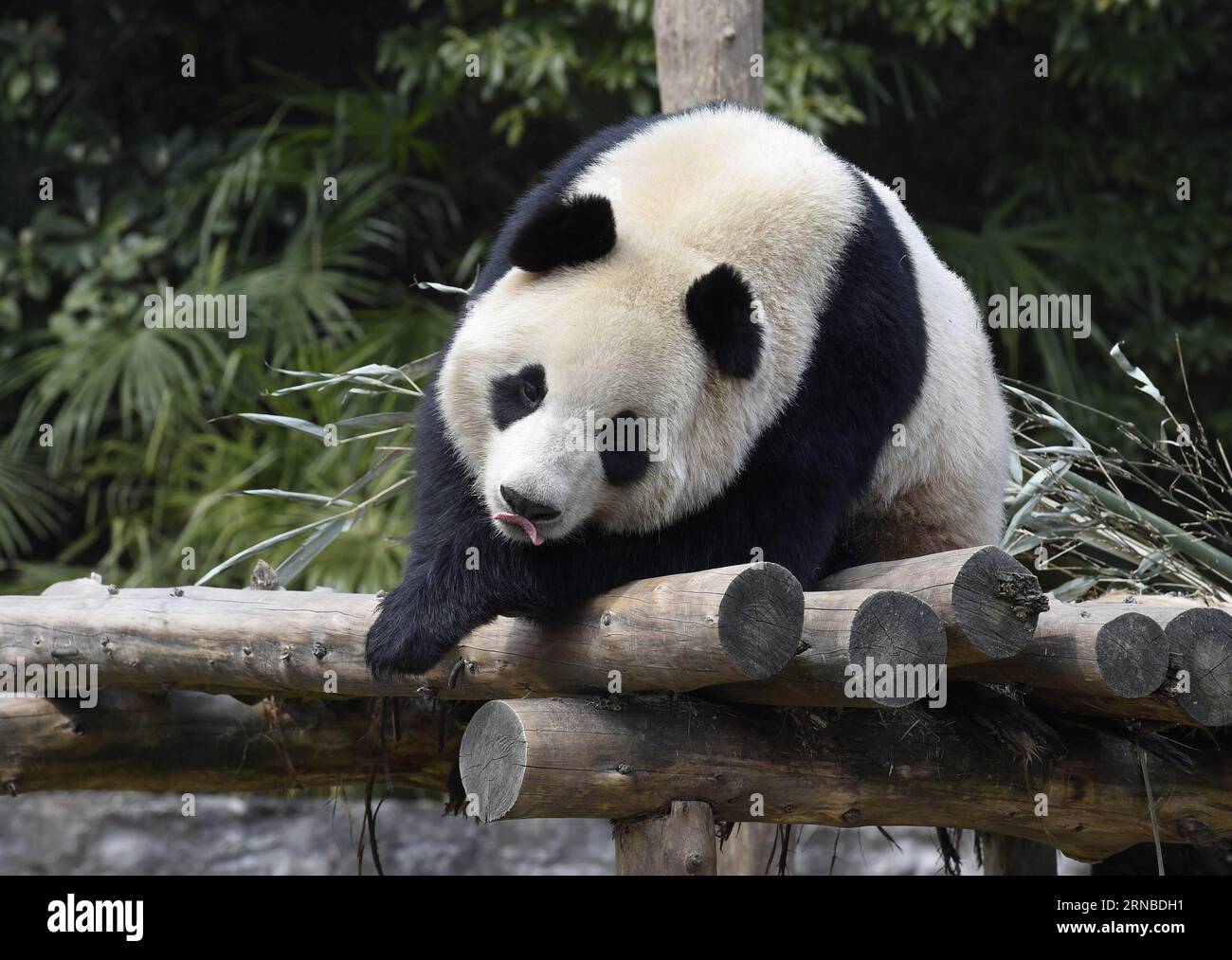 Giant panda Hua Ni is seen at the Dujiangyan base of China Conservation ...