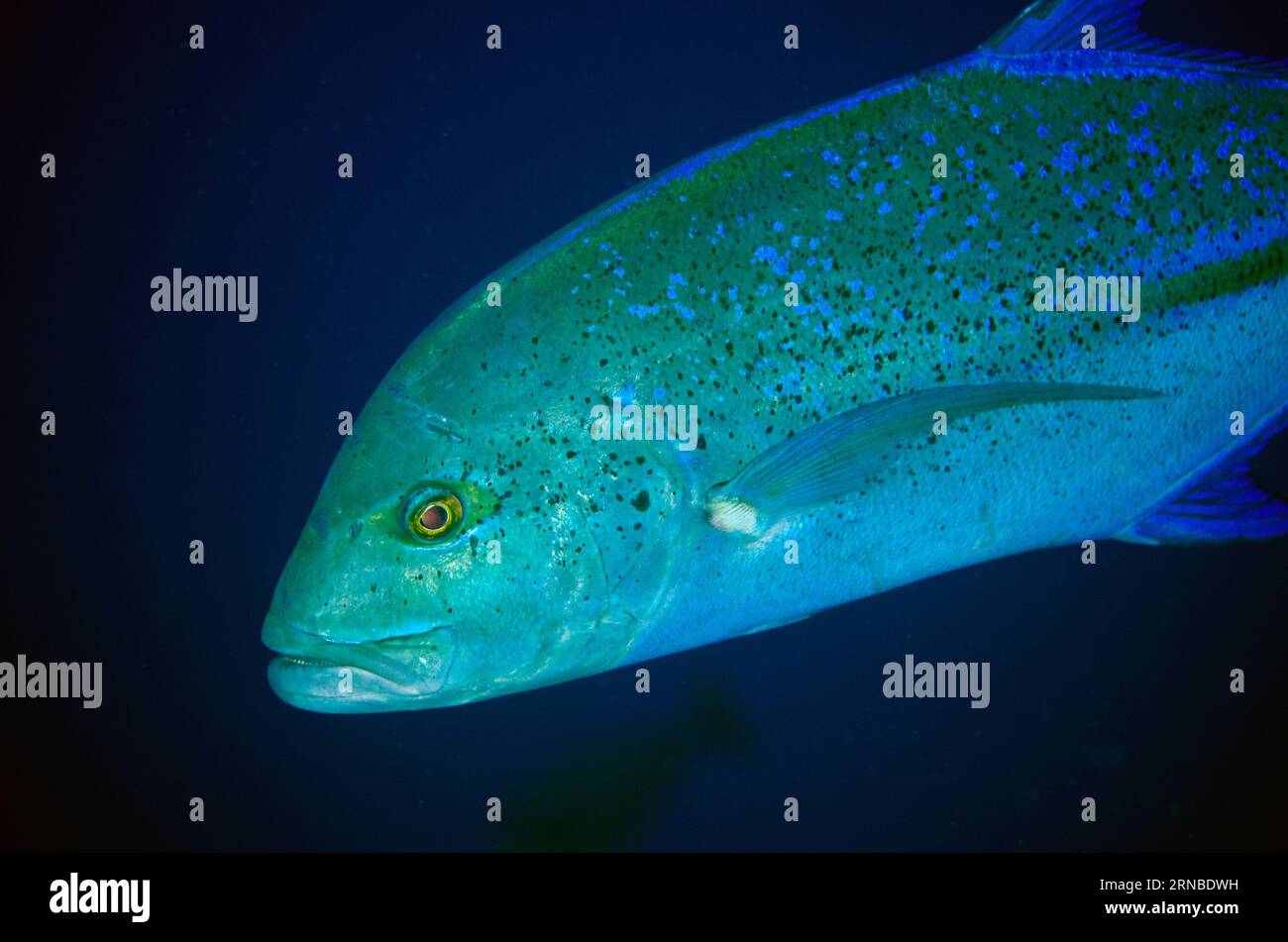 Bluefin Trevally, Caranx melampygus, Pulau Suanggi dive site, near ...