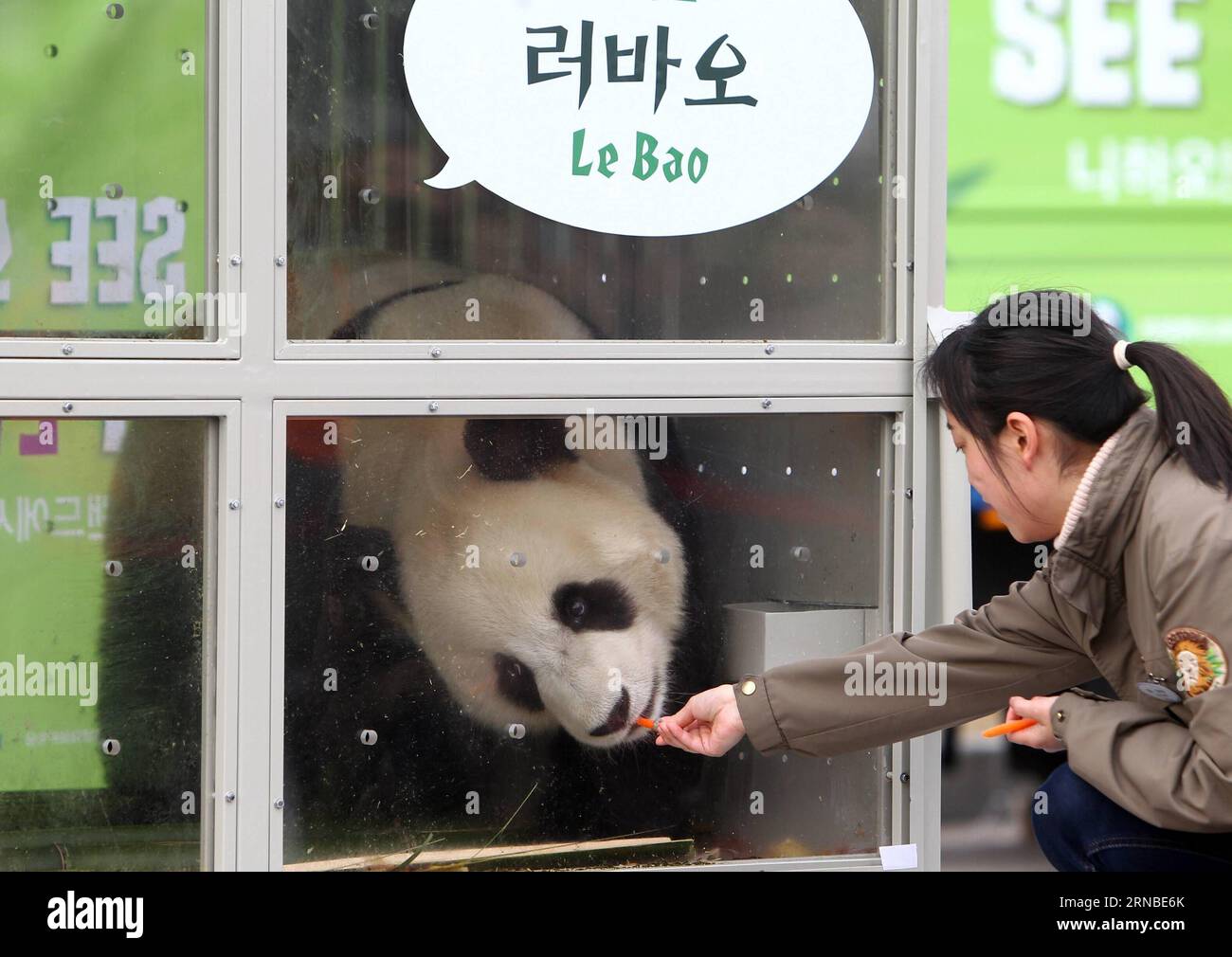 Panda marking territory hi-res stock photography and images - Alamy