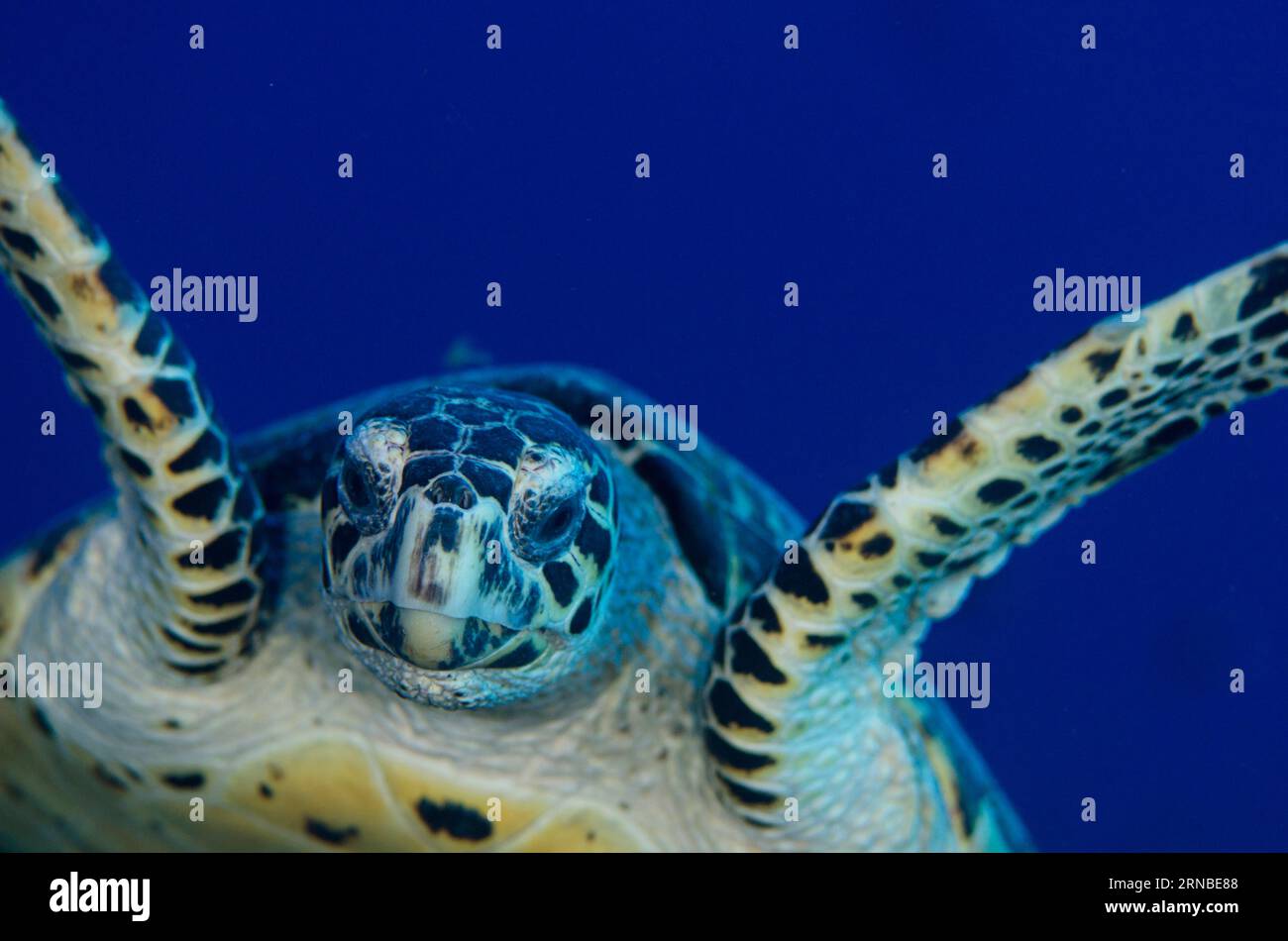 Turtle swimming to camera hi-res stock photography and images - Alamy