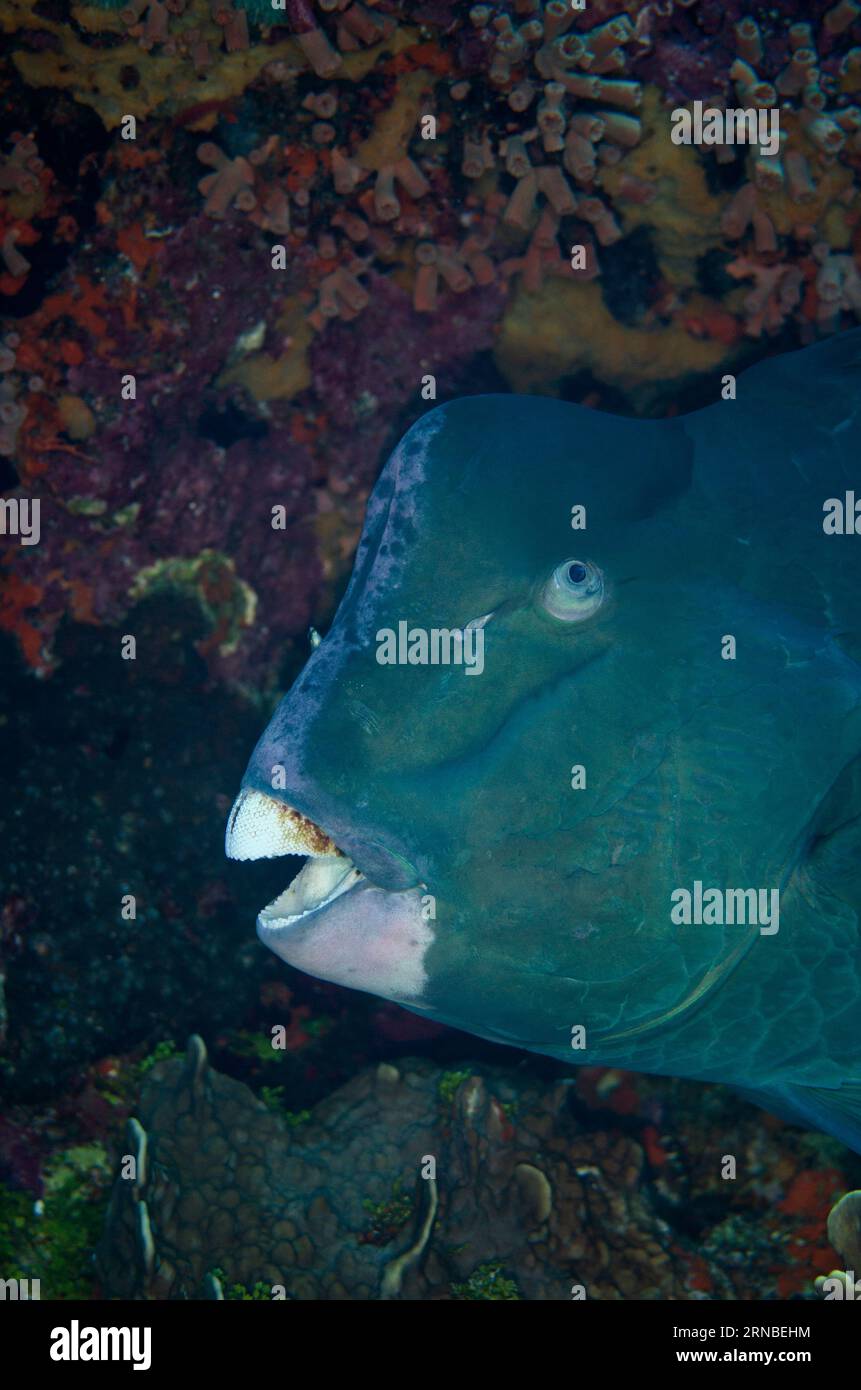 Bumphead Parrotfish, Bulbometopon muricatum, Pulau Suanggi dive site ...