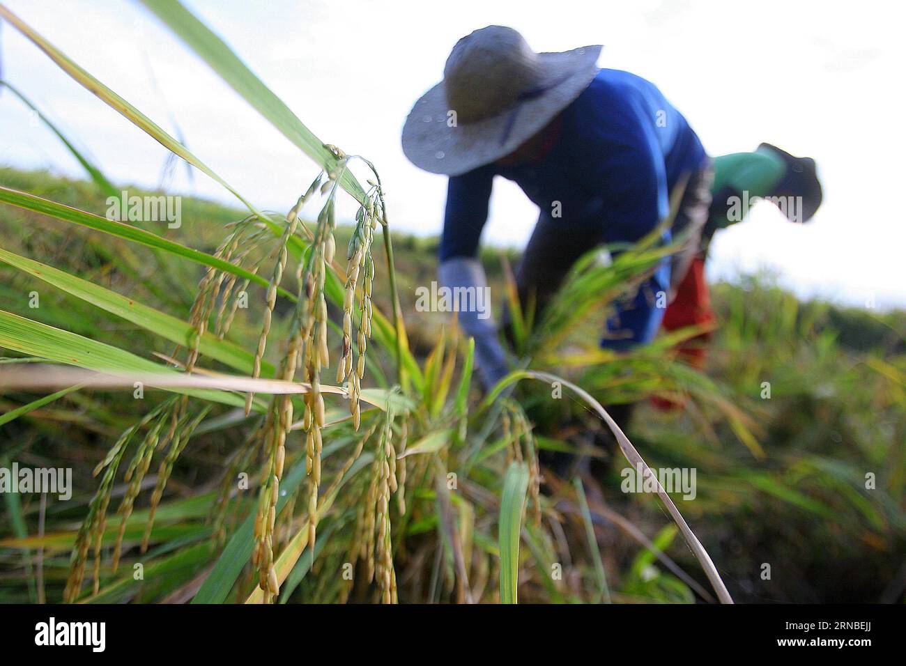 (160304) -- BULACAN PROVINCE, March 3, 2016 -- Farmers harvest rice at ...
