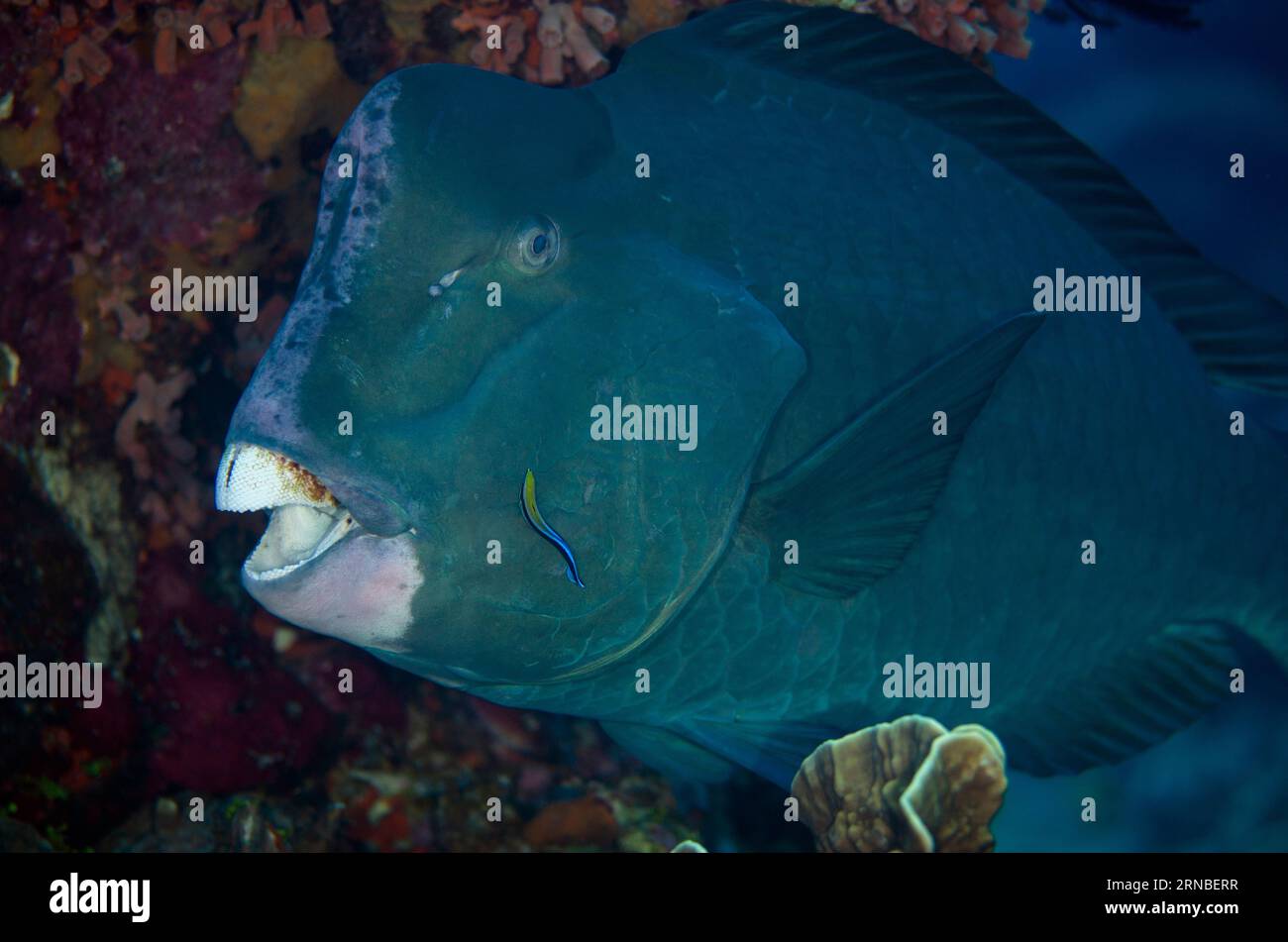 Bumphead Parrotfish, Bulbometopon muricatum, Pulau Suanggi dive site ...