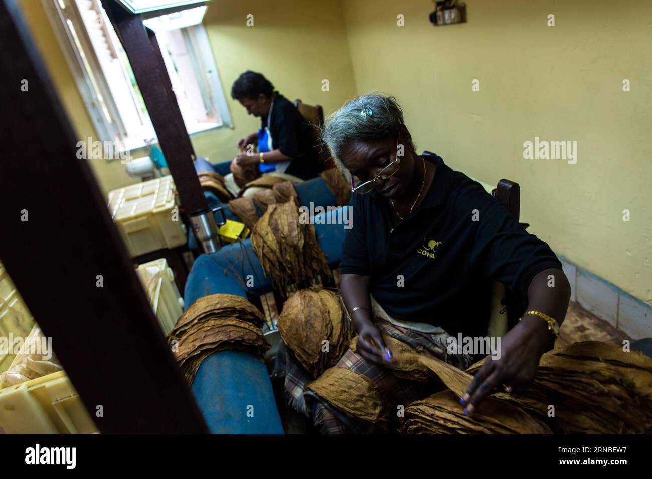 (160304) -- HAVANA, March 3, 2016 -- Workers make Cohiba cigar at the ...
