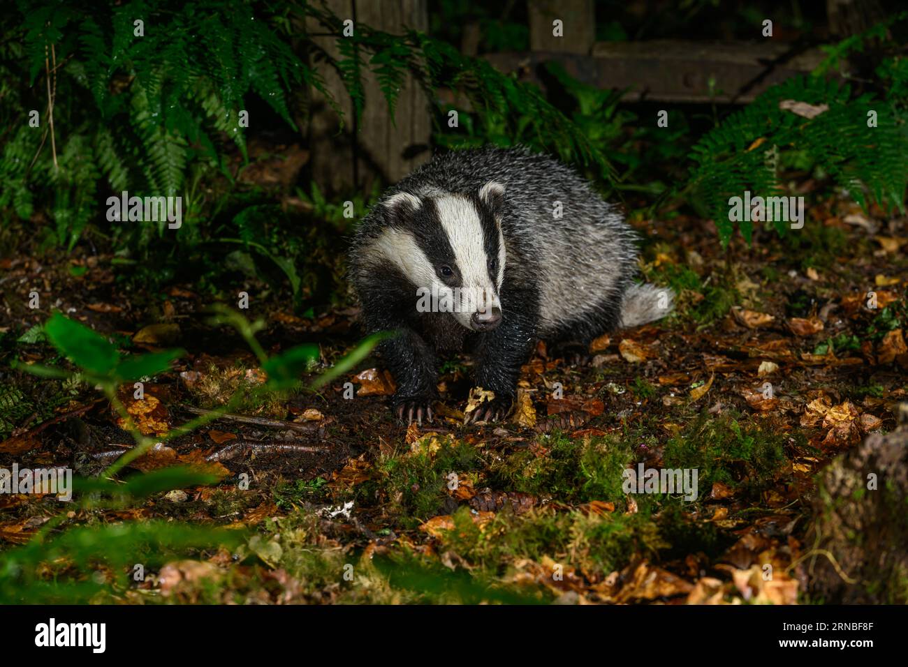 Badger (Meles meles), feeding in woodland in the rain, Dumfries, DG2 ...