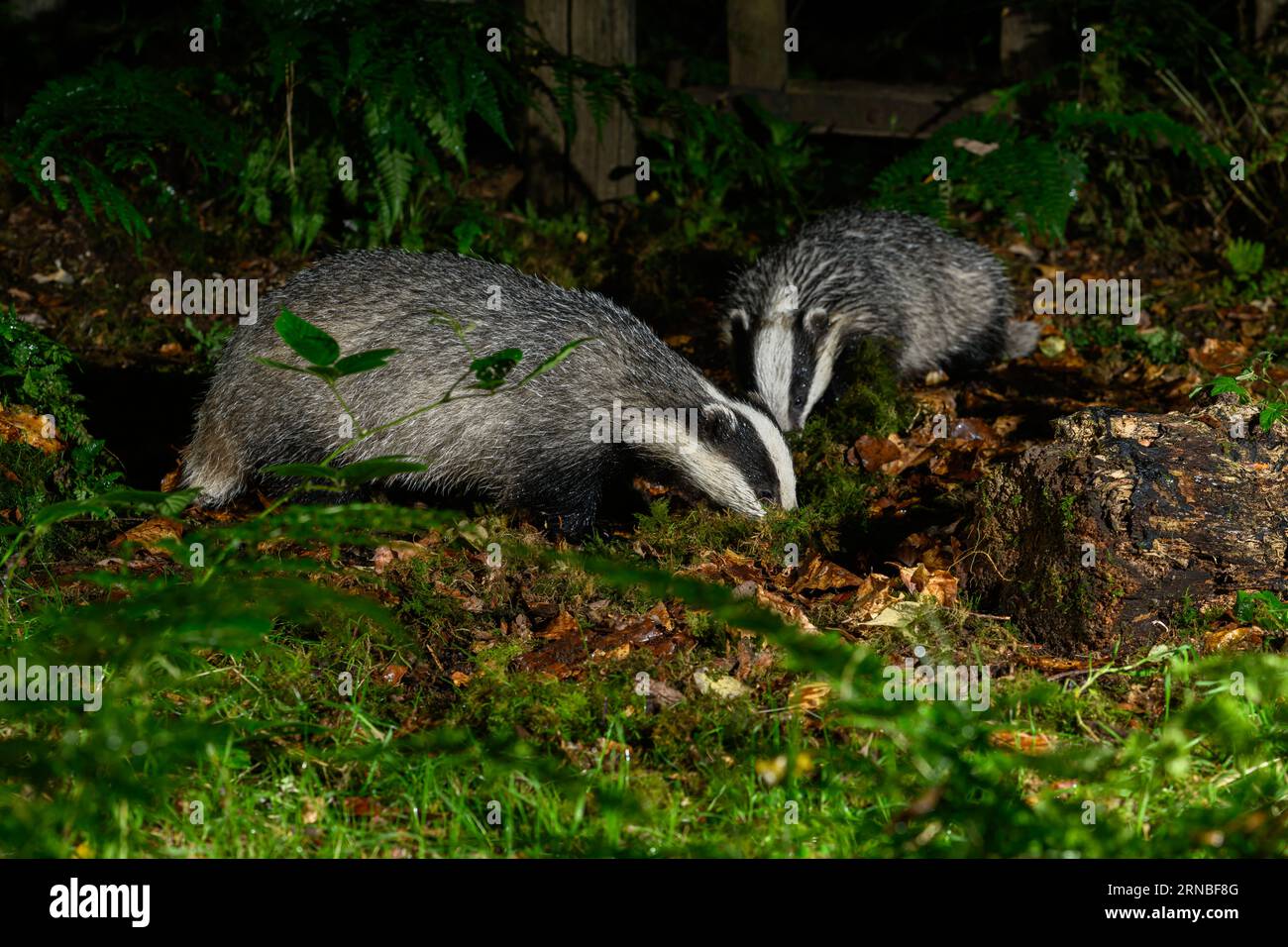 Badger (Meles meles), two feeding in woodland in the rain, Dumfries ...