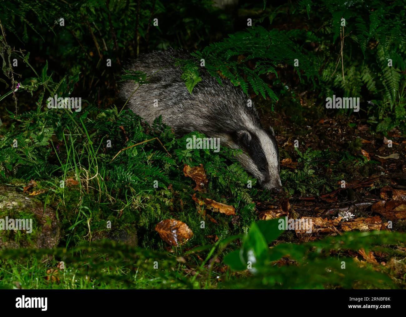 Badger (Meles meles), feeding in woodland in the rain, Dumfries, DG2 ...