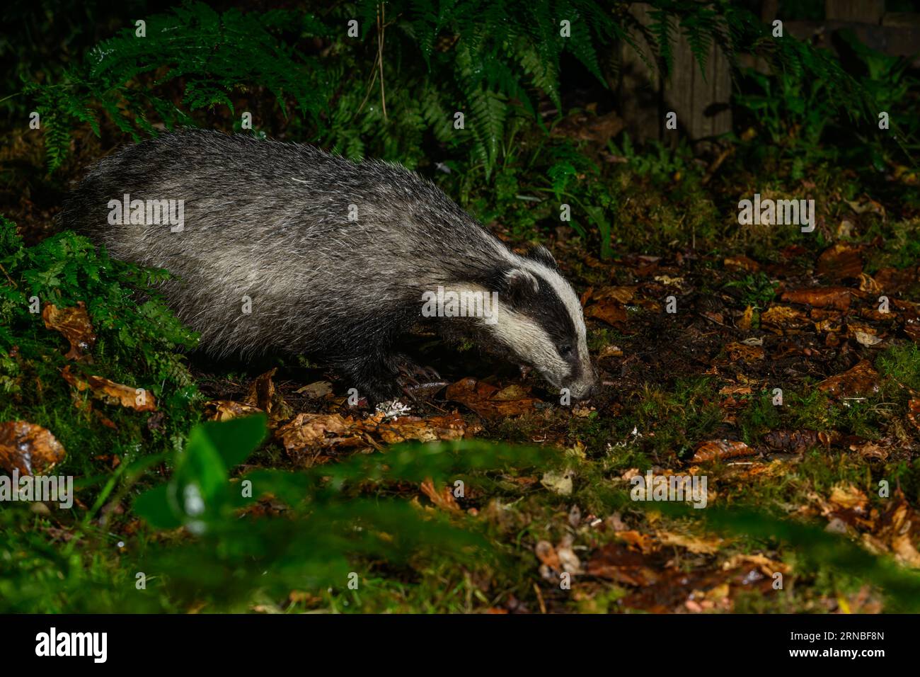 Badger (Meles meles), feeding in woodland in the rain, Dumfries, DG2 ...