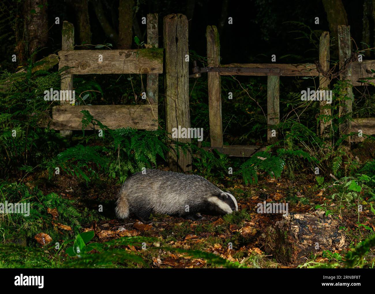 Badger (Meles meles), feeding in woodland in the rain, Dumfries, DG2 ...
