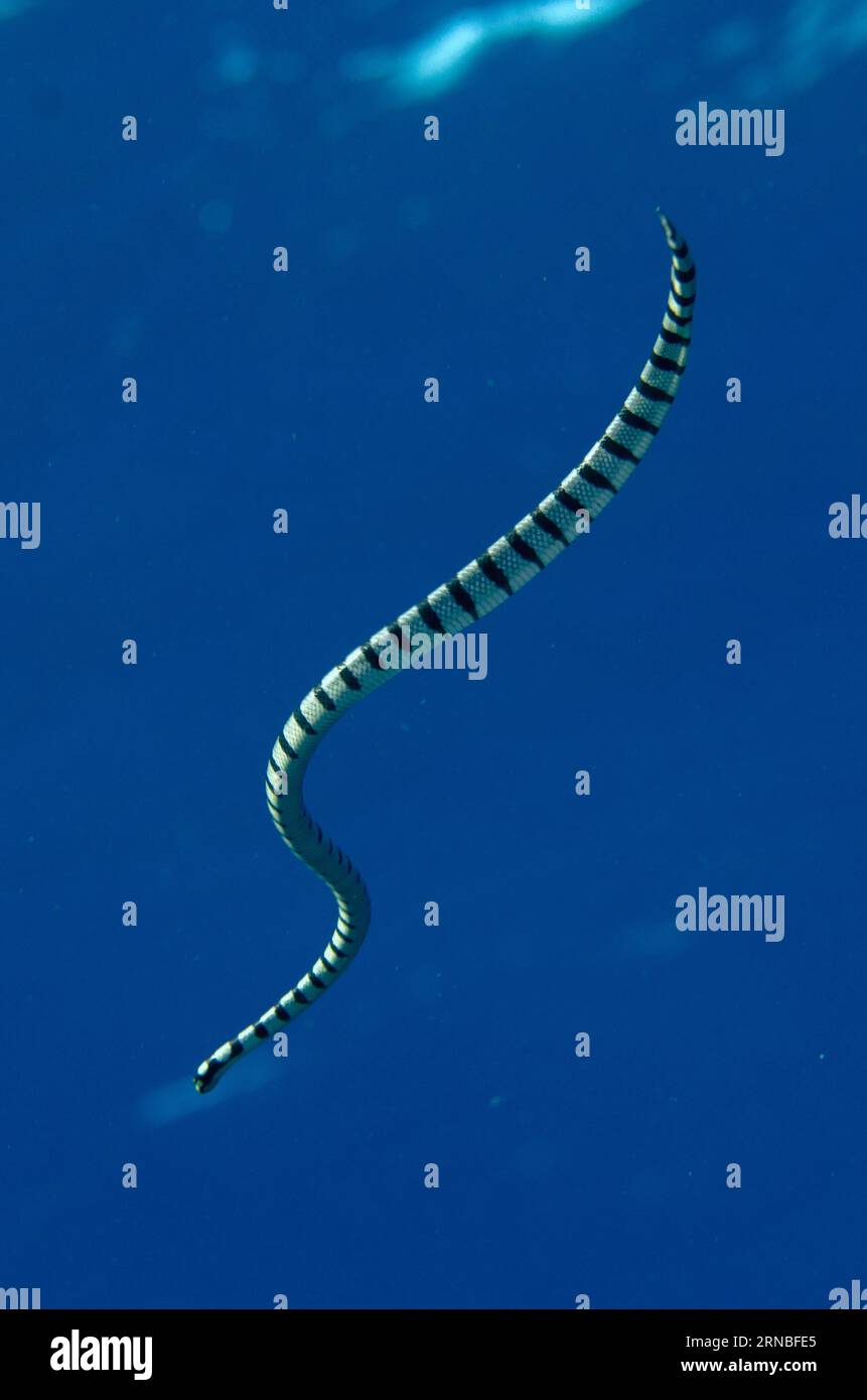 Banded Sea Snake, Laticauda colubrina, swimming to surface, Pulau ...