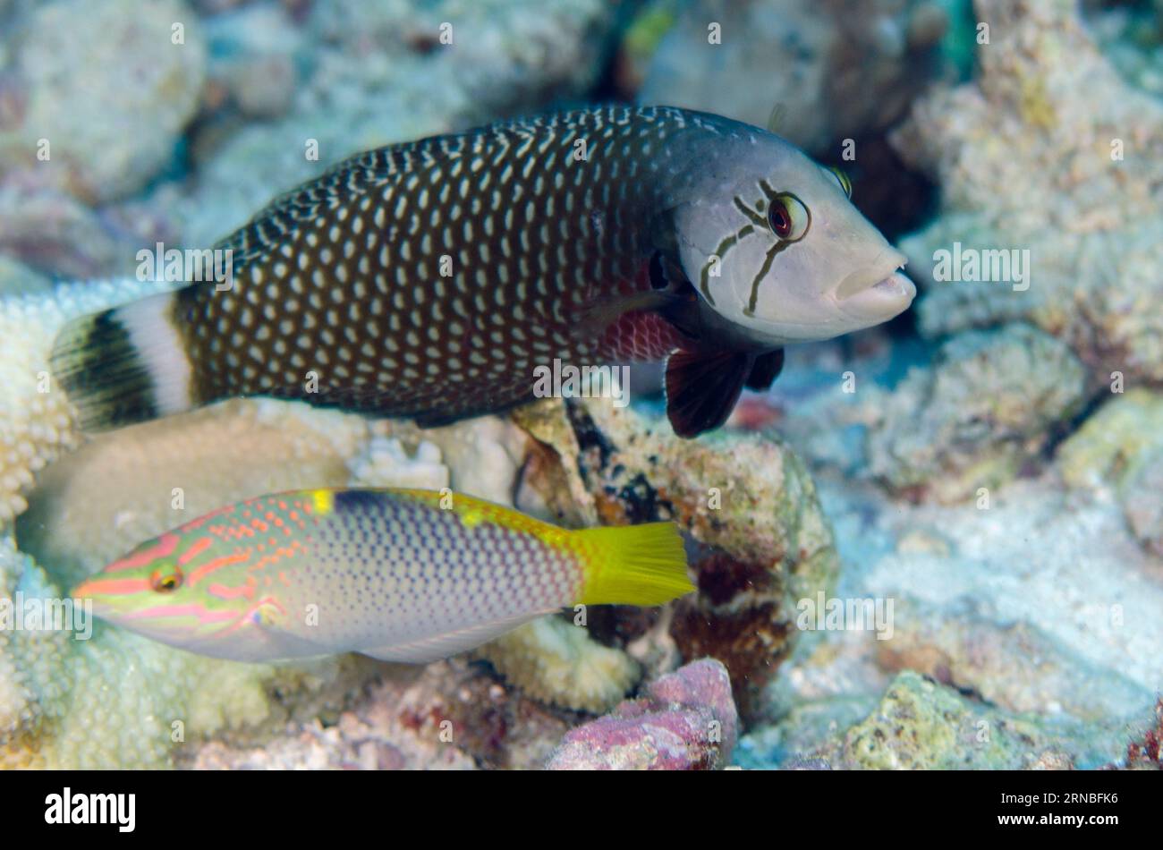 Rockmover Wrasse, Novaculichthys taeniourus, and Checkerboard Wrasse ...