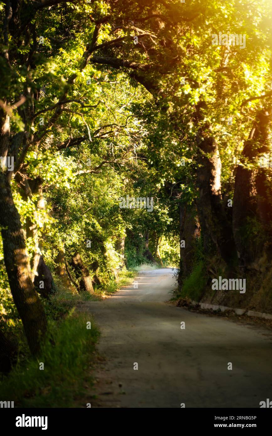 Road in a tree tunnel among woods, beautiful green forest Stock Photo ...