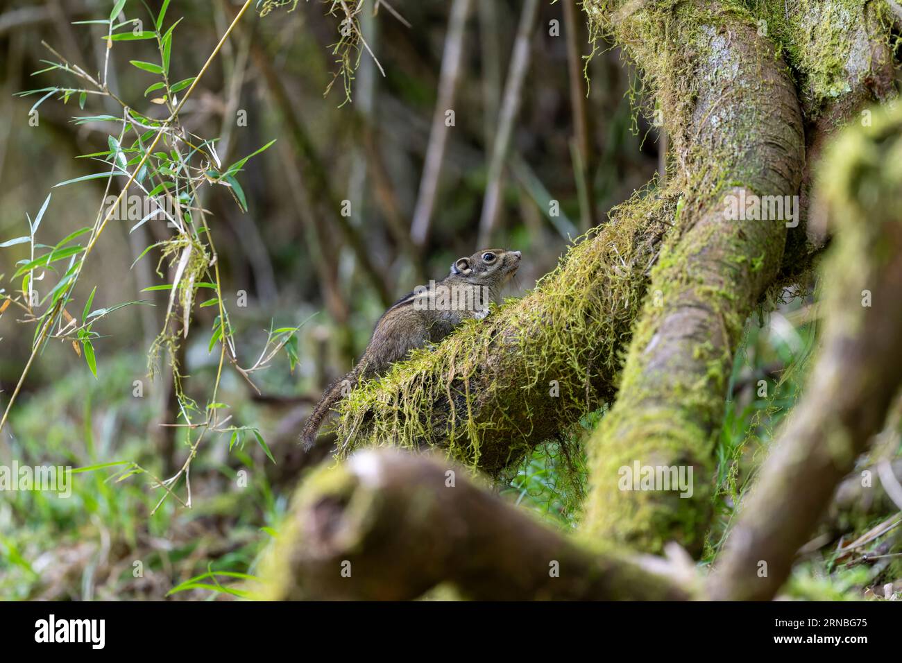 Striped squirrel hi-res stock photography and images - Alamy