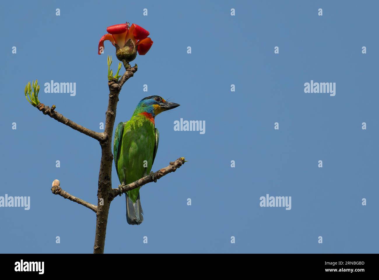 Taiwan barbet,Psilopogon nuchalis, endemic bird from Taiwan in flight ...