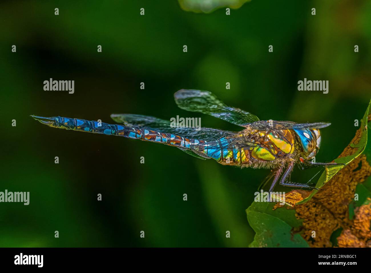 Common Hawker Drangonfly resting on a leaf on side view Stock Photo - Alamy