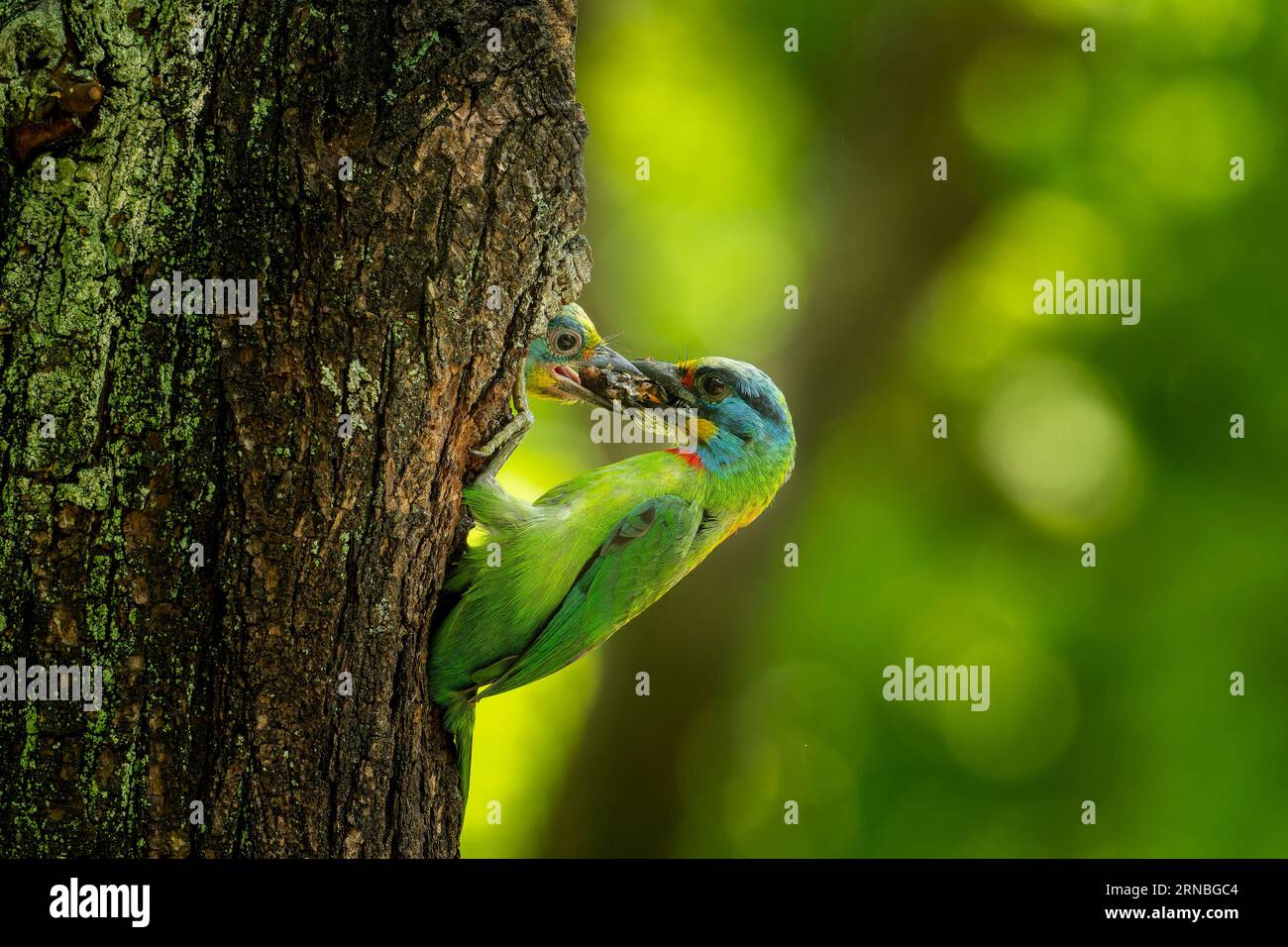 Taiwan barbet,Psilopogon nuchalis, endemic bird from Taiwan in flight ...
