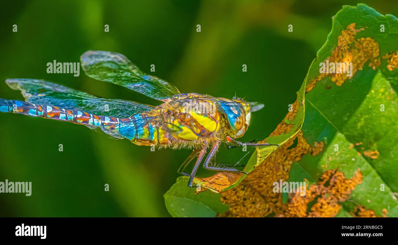 Common Hawker Drangonfly resting on a leaf on side view Stock Photo - Alamy