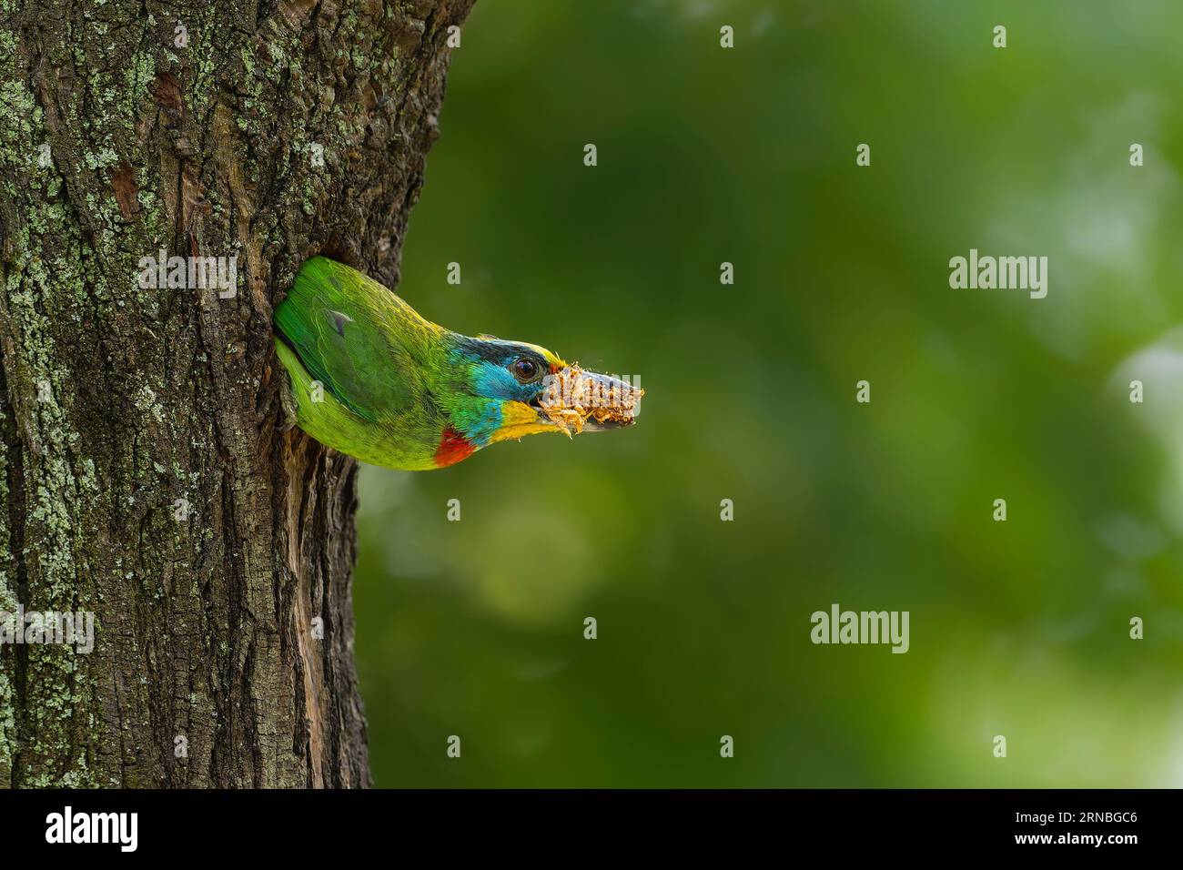 Taiwan barbet,Psilopogon nuchalis, endemic bird from Taiwan in flight ...