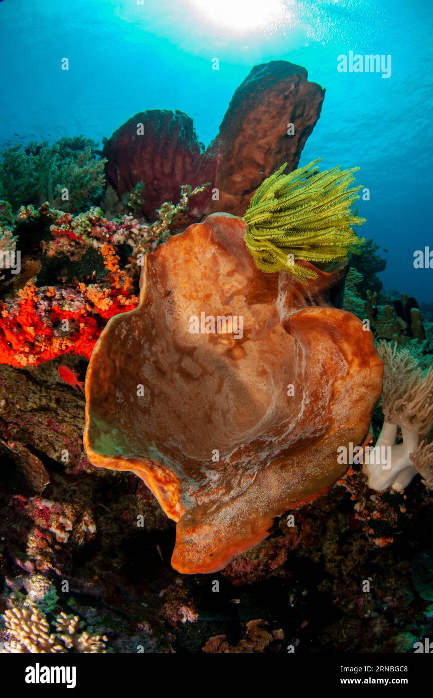 Barrel Sponge, Xestospongia testudinaria, Ianthella Sponge, Ianthella ...
