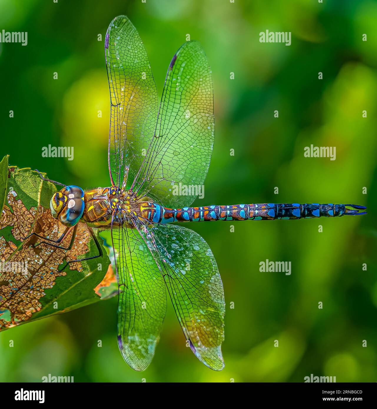 Common Hawker Drangonfly resting on a leaf on top view Stock Photo - Alamy