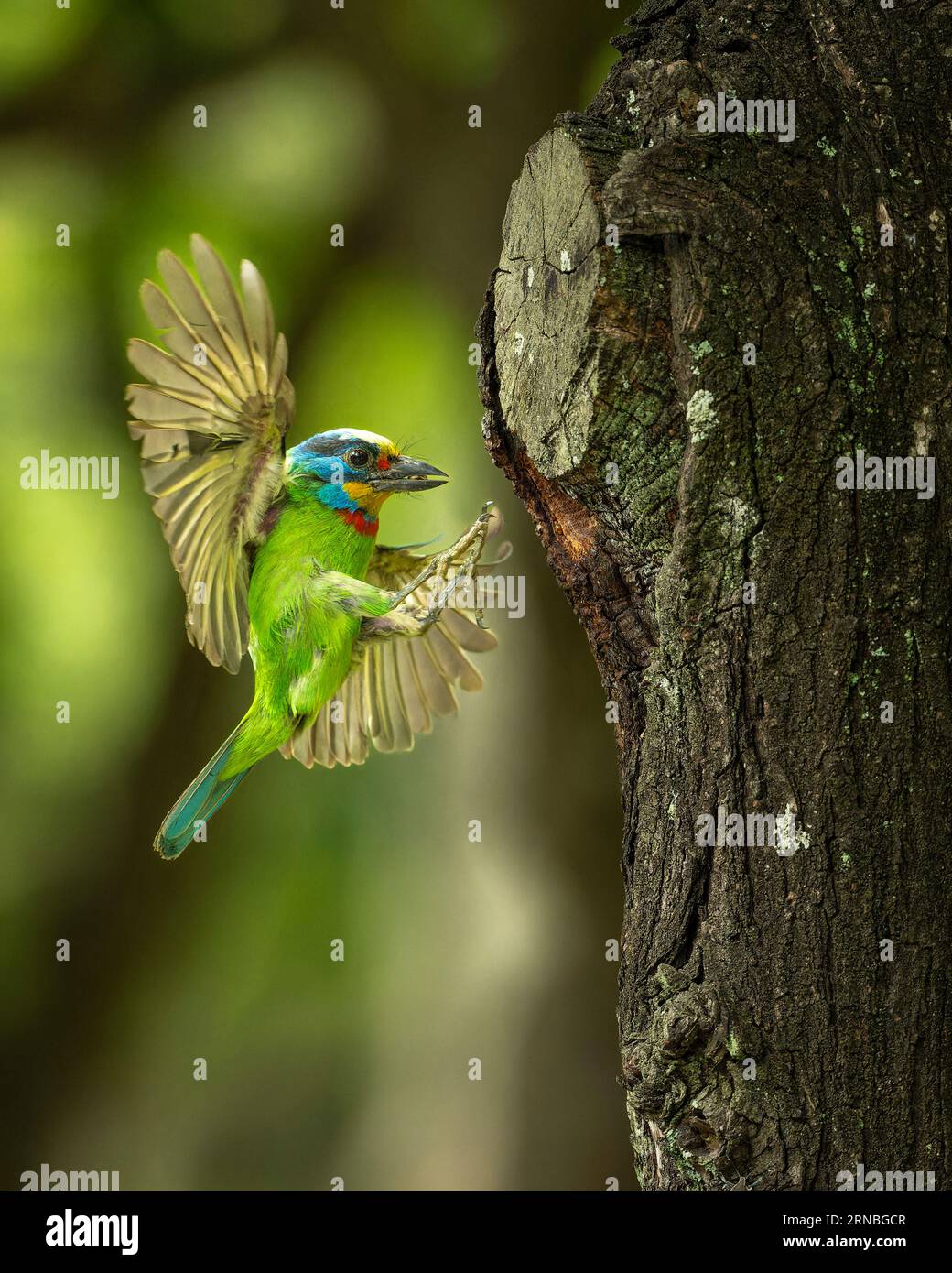 Taiwan barbet,Psilopogon nuchalis, endemic bird from Taiwan in flight ...