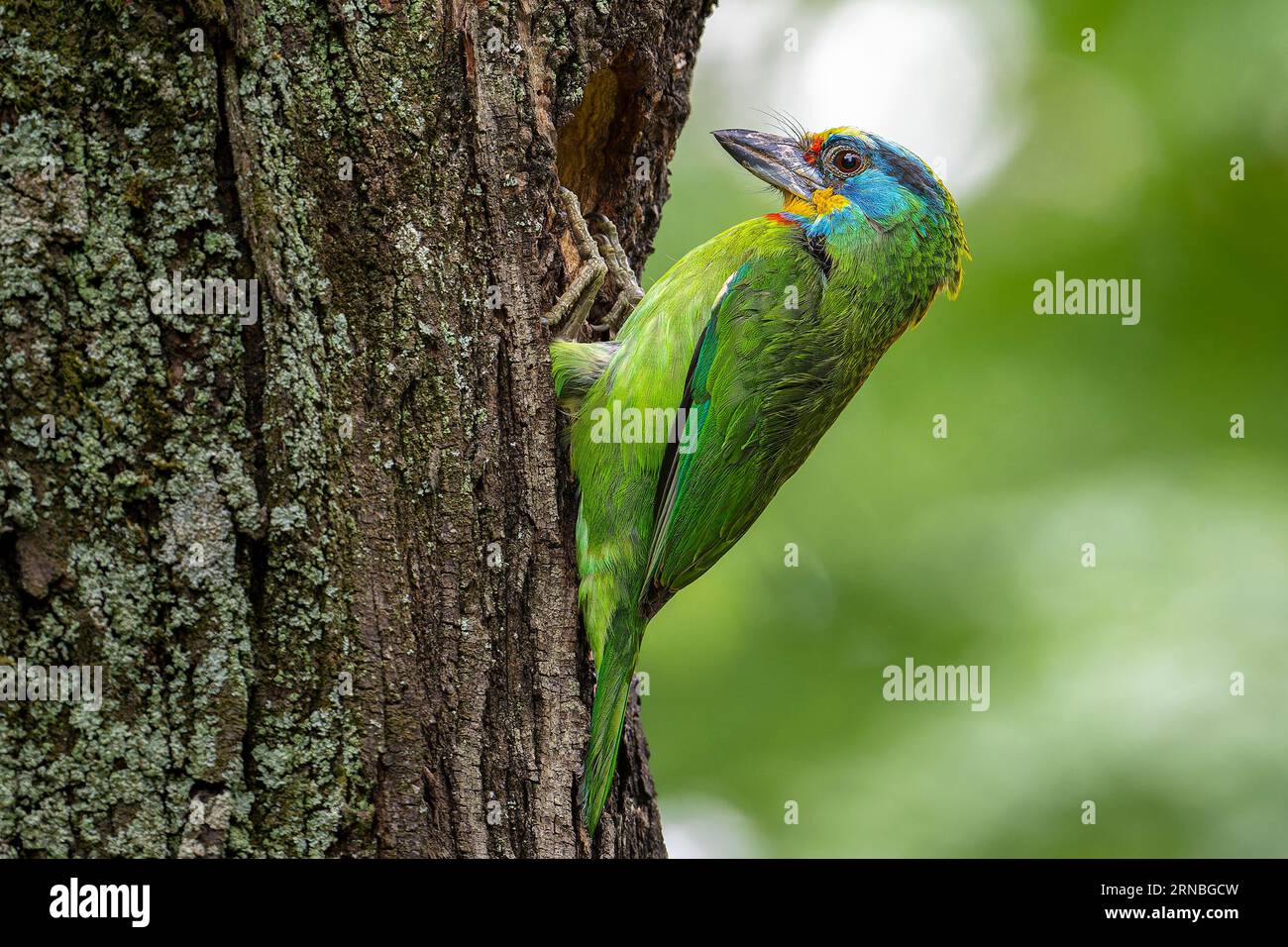 Taiwan barbet,Psilopogon nuchalis, endemic bird from Taiwan in flight ...