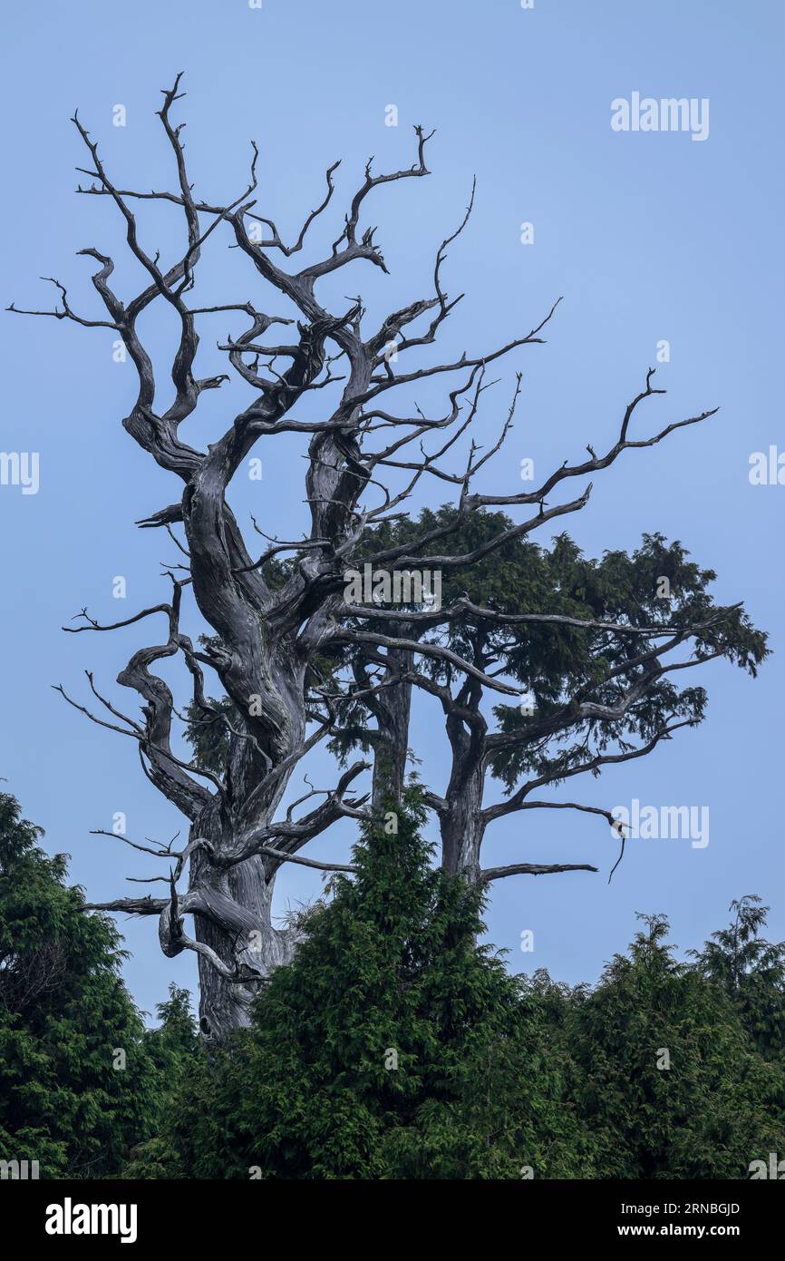 Hemlock tree hi-res stock photography and images - Alamy