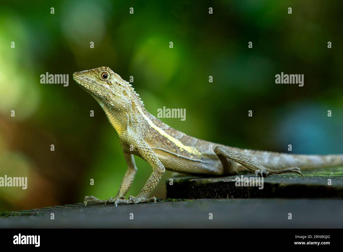 Taiwan japalure hi-res stock photography and images - Alamy