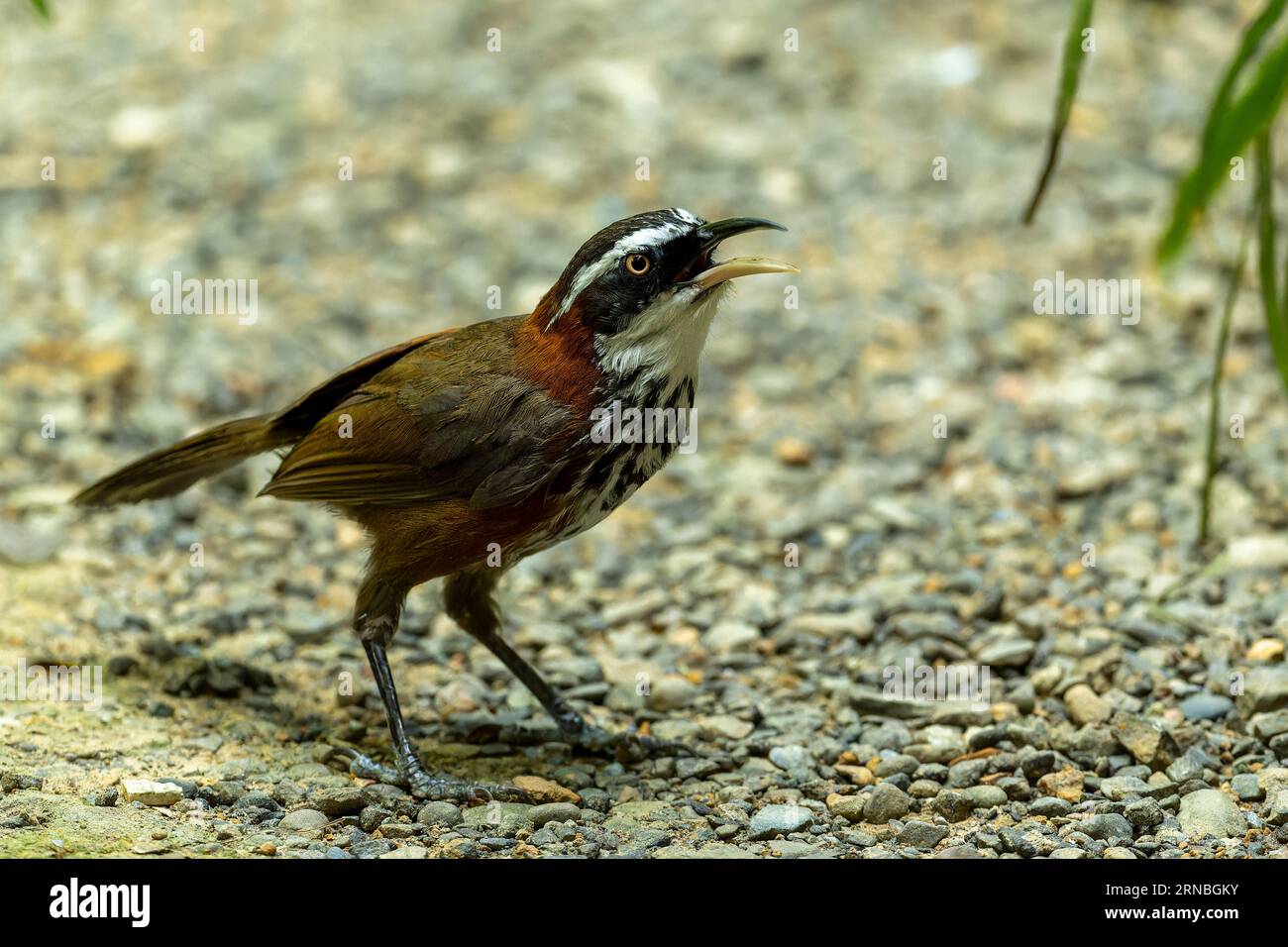 Taiwan Scimitar-Babbler endemic bird in Taiwan Stock Photo - Alamy