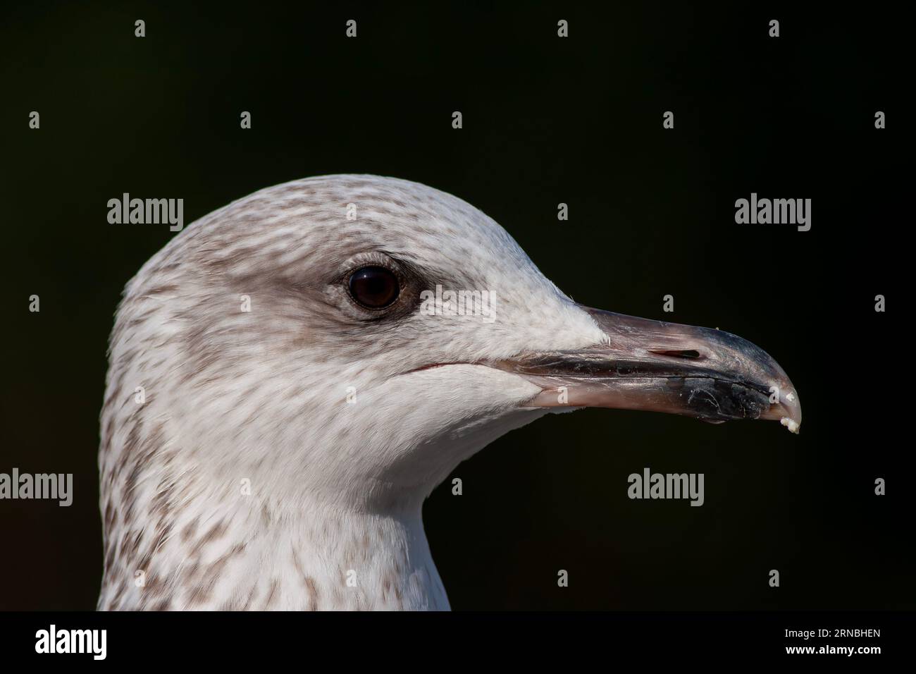 portrait of an amazing seagull with beautiful eyes Stock Photo - Alamy