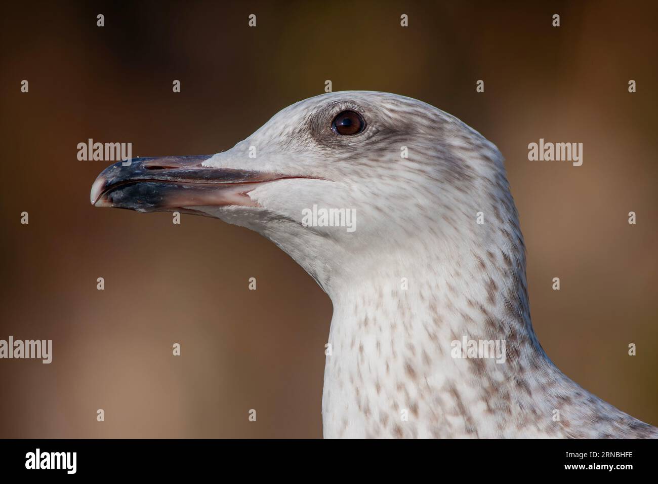 portrait of an amazing seagull with beautiful eyes Stock Photo - Alamy