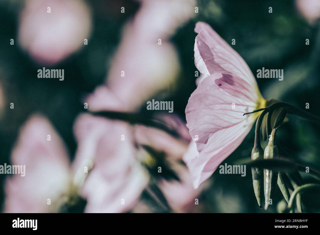 Pink flower facing towards the sun Stock Photo - Alamy