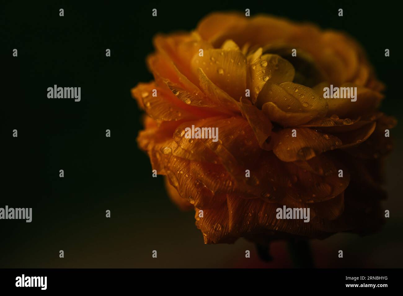 Gold water flower hi-res stock photography and images - Alamy