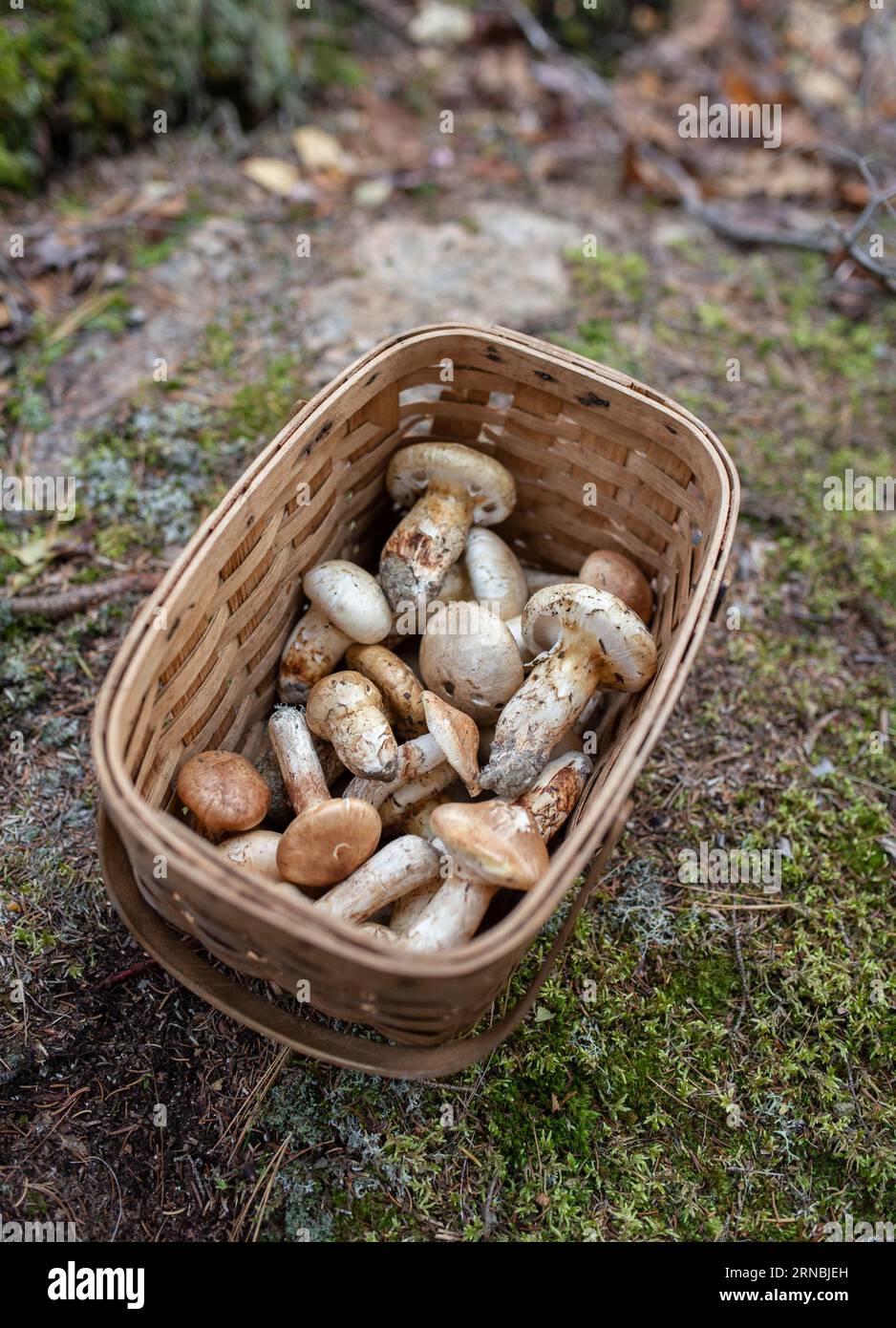 Matsutake forest hi-res stock photography and images - Alamy