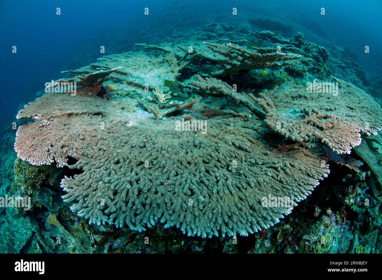 Table Coral, Acropora sp, large plates growing on relatively recent ...