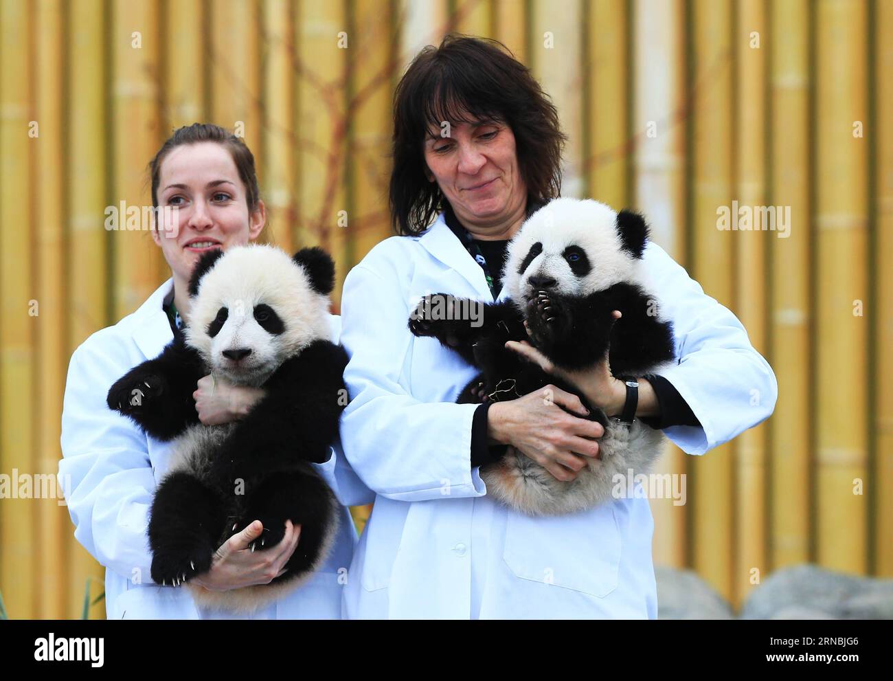 Er shun and da mao toronto zoo hi-res stock photography and images - Alamy