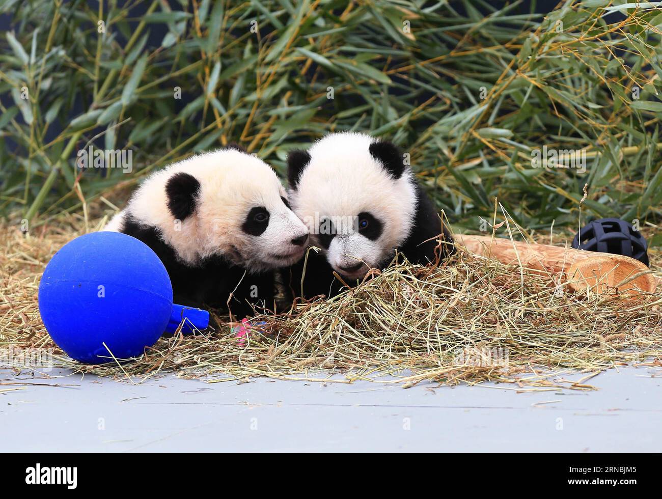 Er shun and da mao toronto zoo hi-res stock photography and images - Alamy