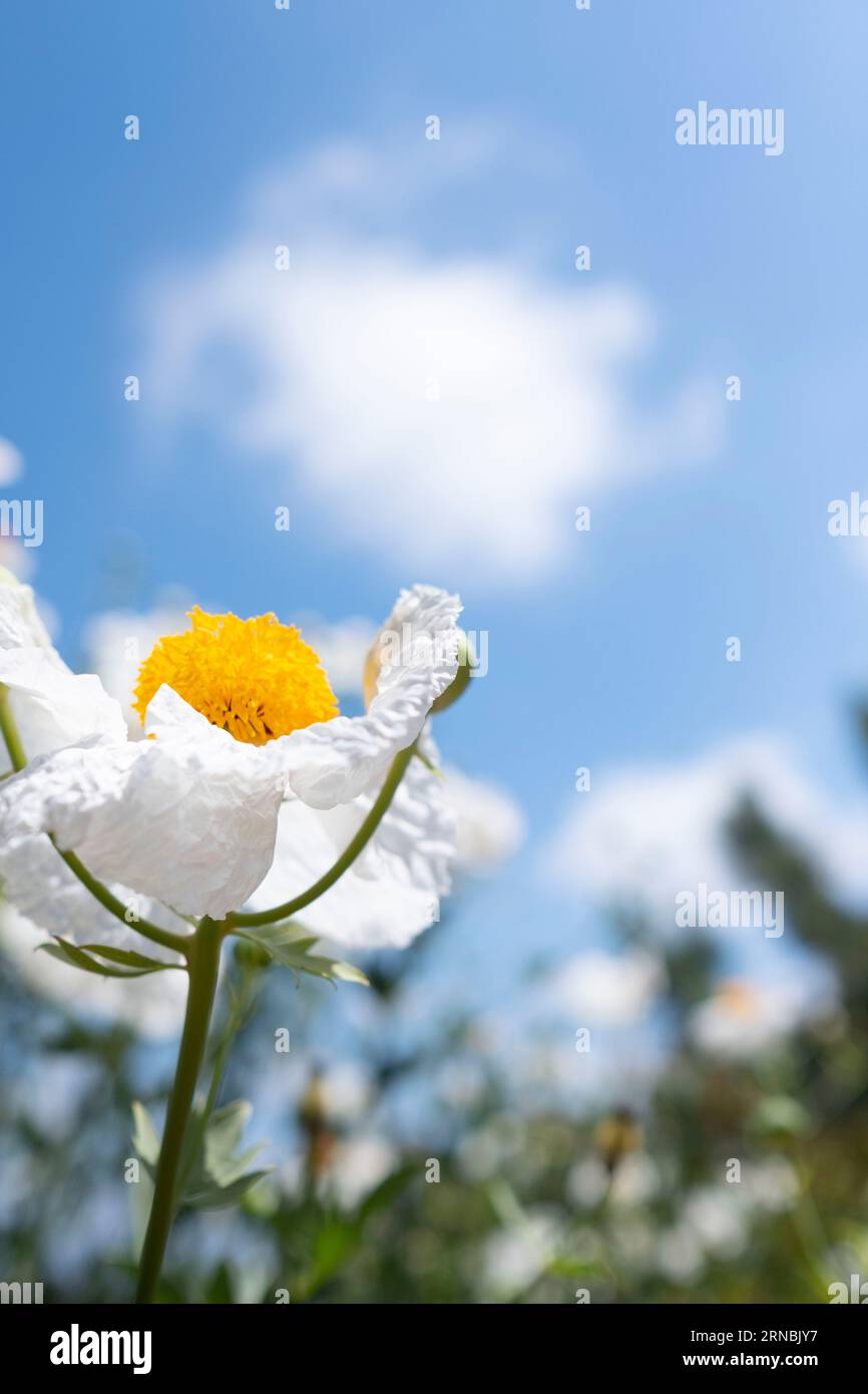 Underside daisy flower hi-res stock photography and images - Alamy