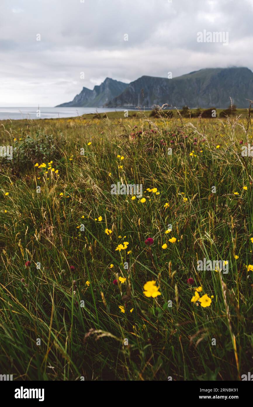 Yellow fields and mountains hi-res stock photography and images - Alamy