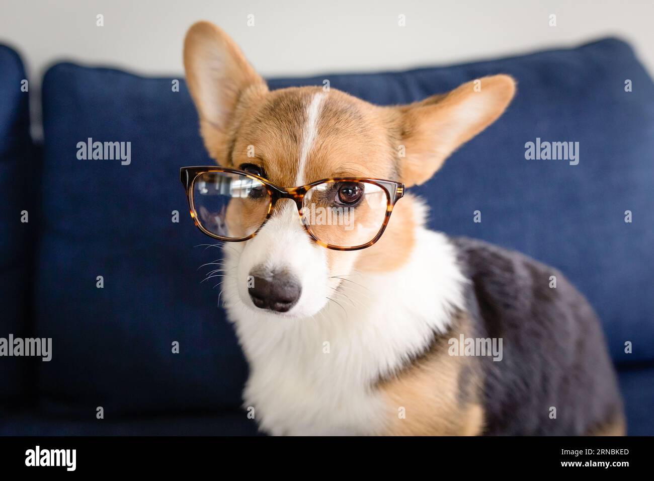 Cute tricolor corgi puppy with tortoiseshell eyeglasses on looking ...