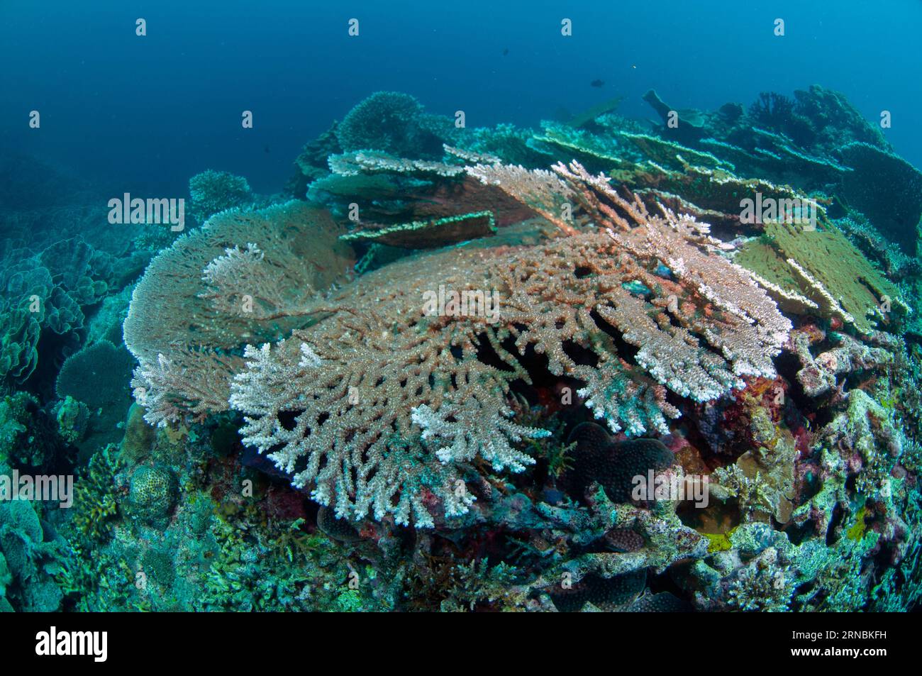 Table Coral, Acropora sp, large plates growing on relatively recent ...