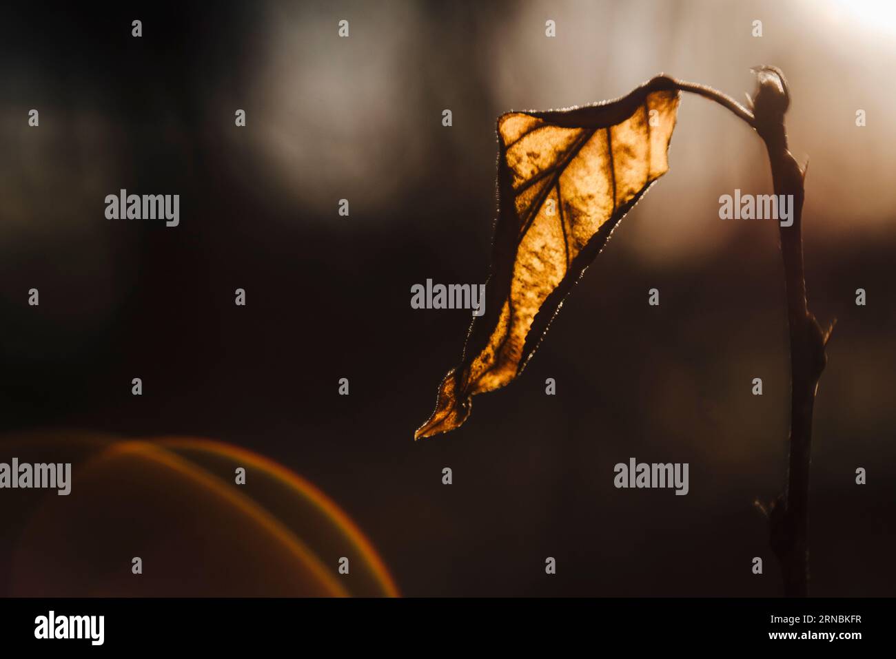 Dead leaf illuminated by golden sun during winter in the midwest Stock ...
