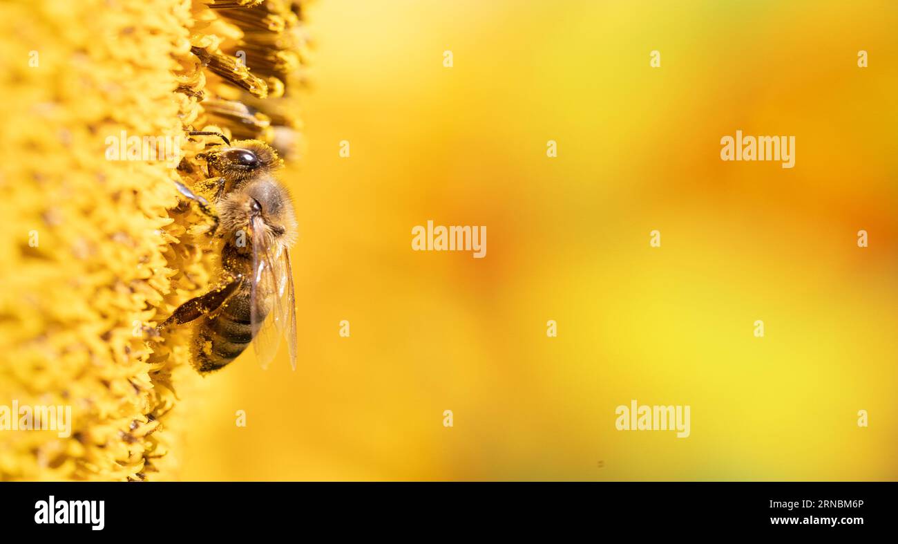 Nature's Collaboration: Sunflower and a Honeybee in Harmony Stock Photo ...