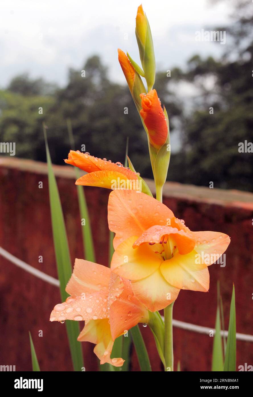 Eastern monsoon hi-res stock photography and images - Alamy