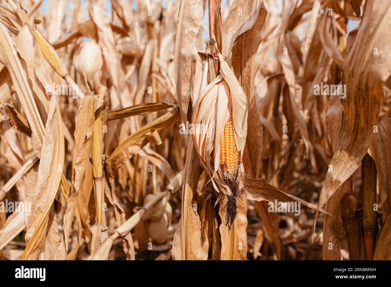 Dry corn stalk hi-res stock photography and images - Alamy
